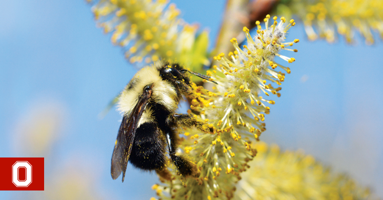 Tracking bees via eDNA | Ohio State Alumni Magazine